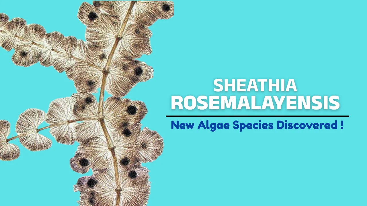 Sheathia Rosemalayensis: A Rare Algae Discovered In Kerala – Bssei